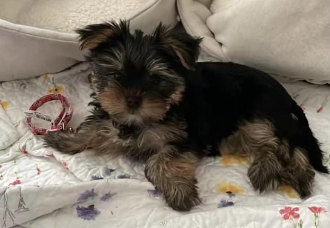 Dappers and Divas Yorkies in California | Yorkshire Terrier puppies ...