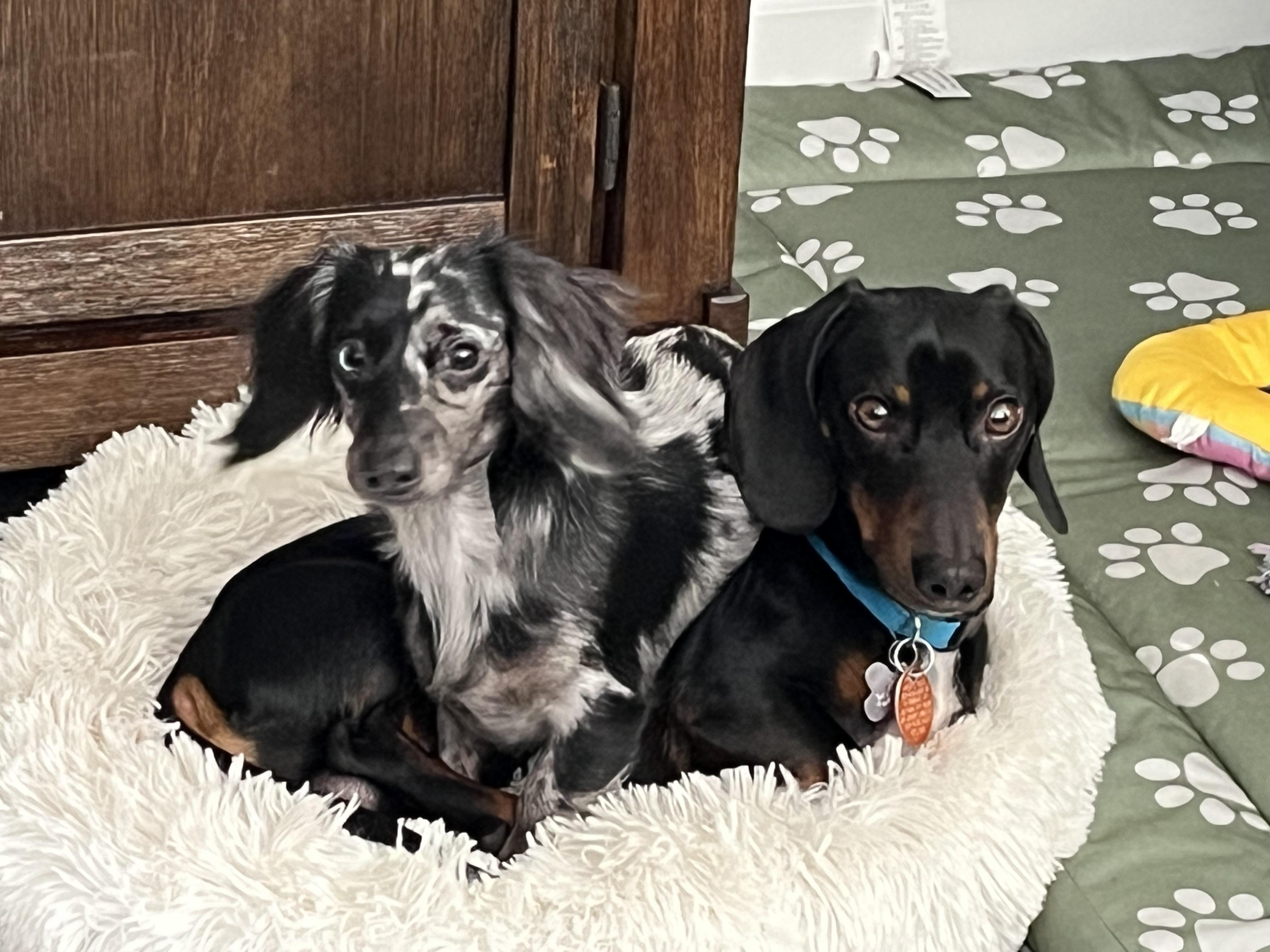 Dachshund Dad® in Florida | Dachshund puppies | Good Dog
