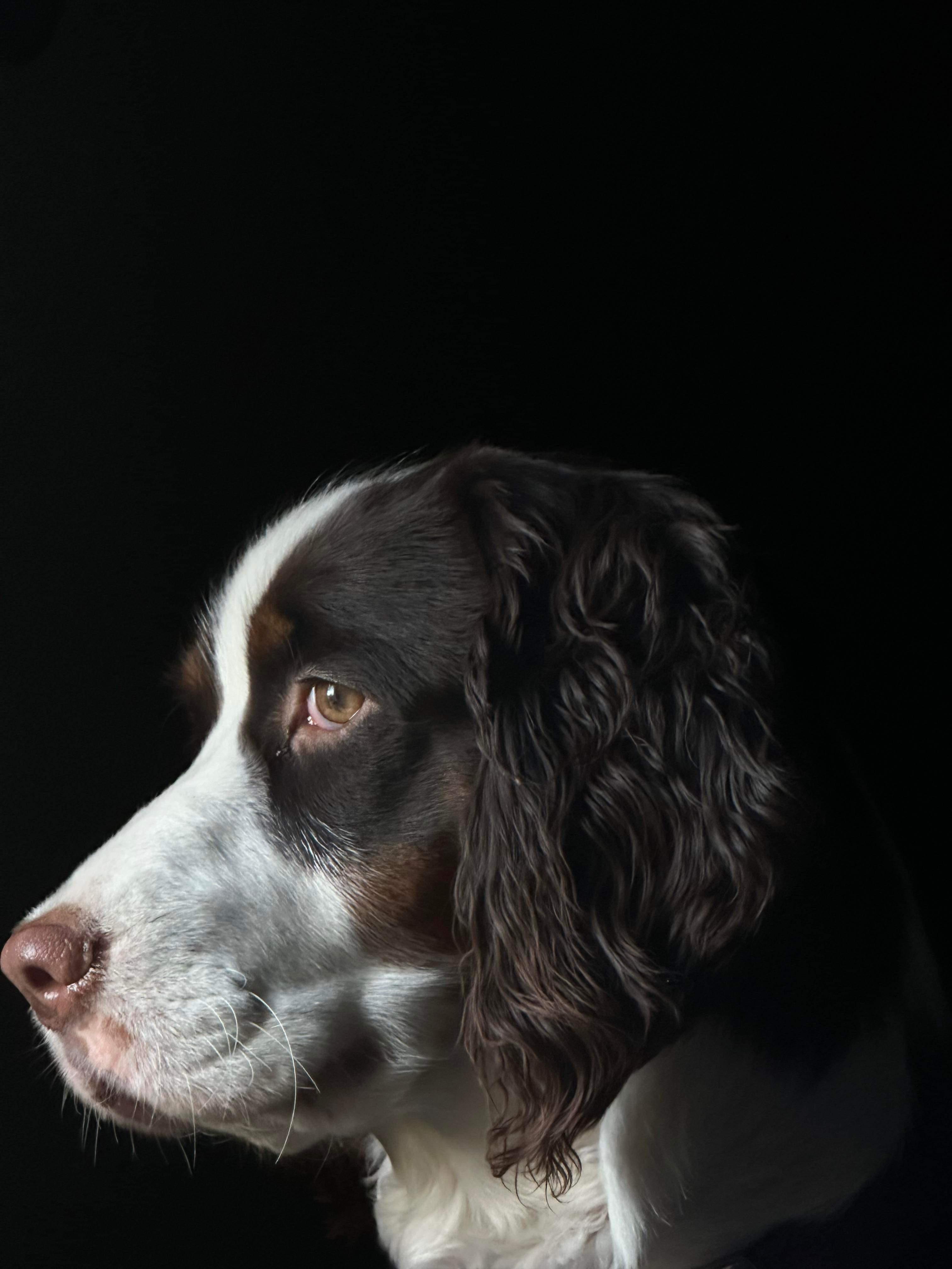 McCartney Springer’s in Washington | English Springer Spaniel puppies ...