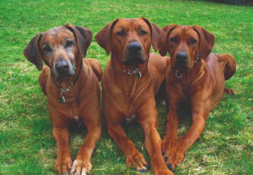 Glenaholm Rhodesian Ridgebacks in Missouri | Rhodesian Ridgeback ...