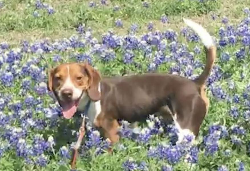 Cindy's Beagles in Texas | Beagle puppies | Good Dog