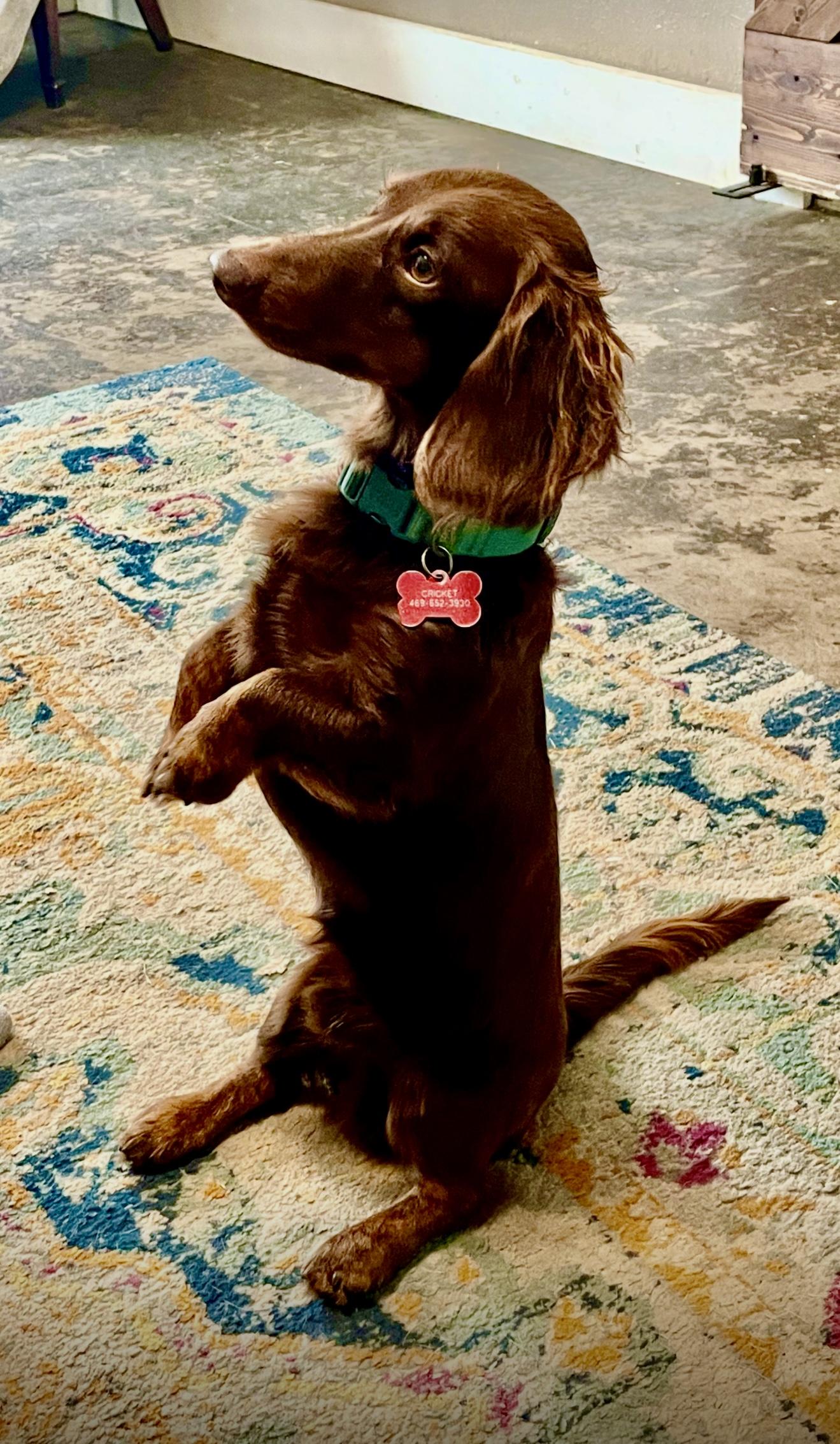 Lovin’ Li’s Furry Sausages in Texas | Dachshund puppies | Good Dog