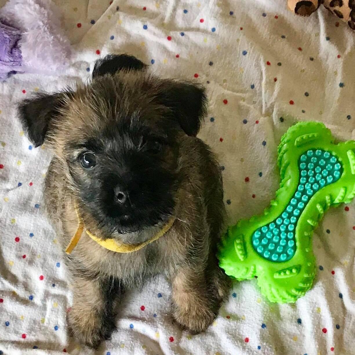 Frances Moniz's Cairn Terriers in Hawaii | Cairn Terrier puppies | Good Dog