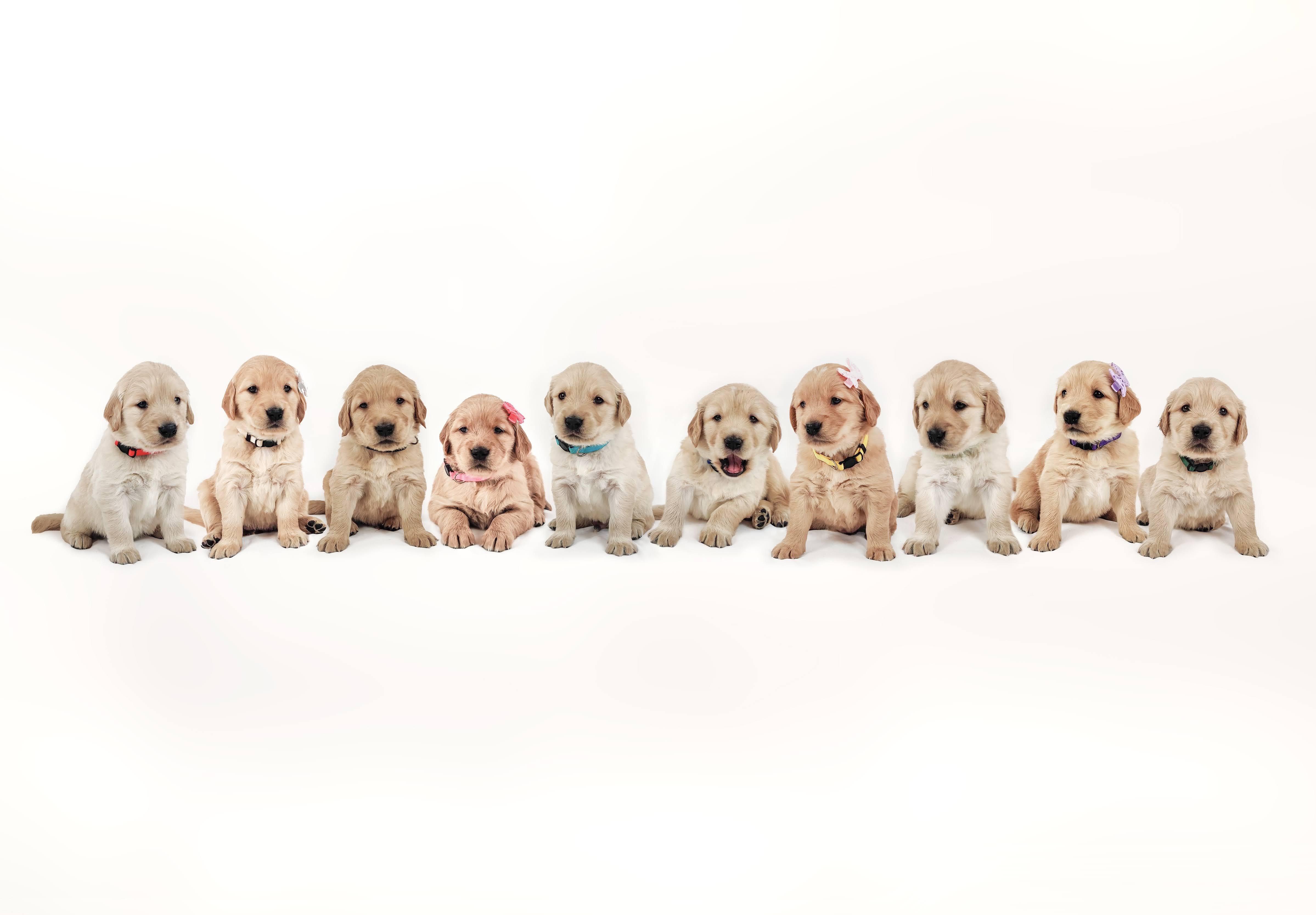 Open Star Goldens in Utah | Golden Retriever puppies | Good Dog