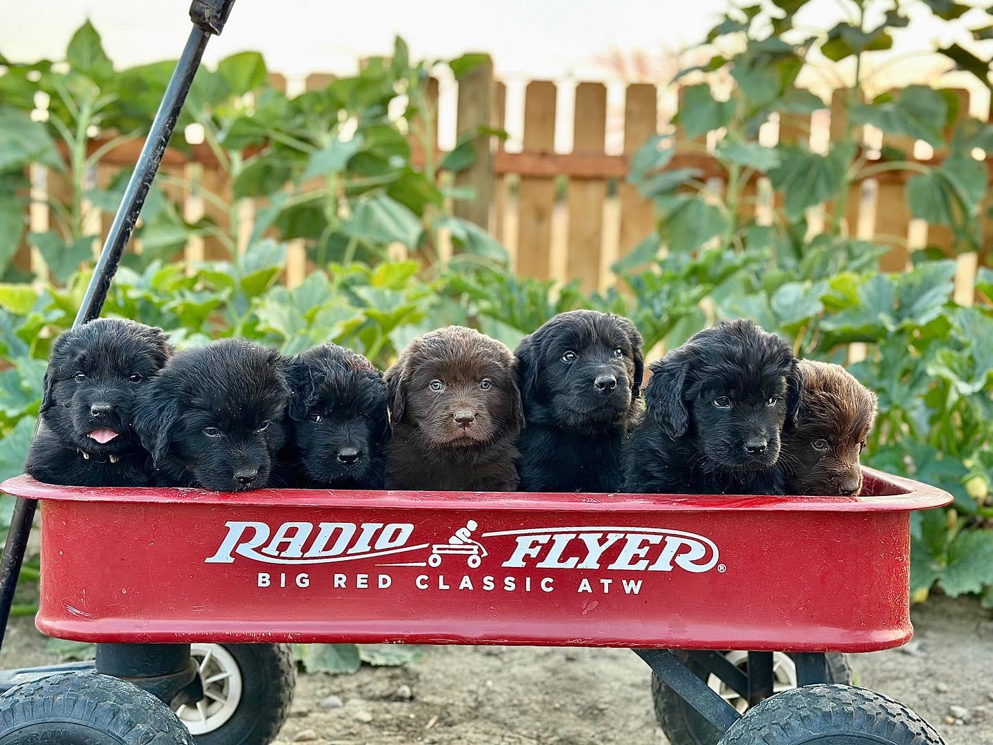 True North Newfoundlands in Montana | Newfoundland puppies | Good Dog