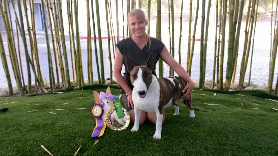 Stonehouse Dogs in Nevada | Bull Terrier puppies | Good Dog