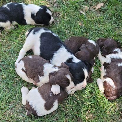 Field Bred Springers in Minnesota | English Springer Spaniel puppies ...