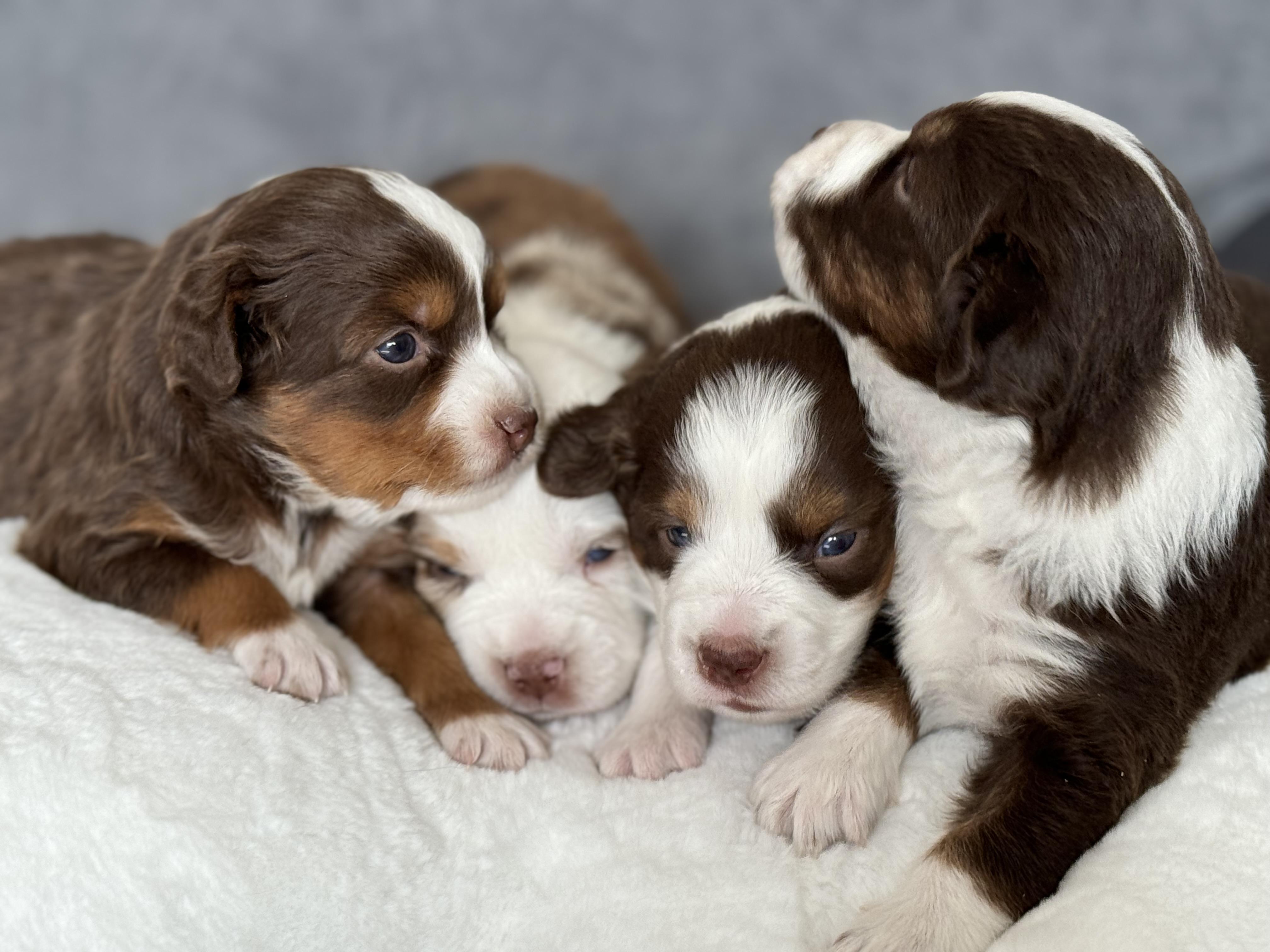 Mini Aussies by JoJo in Utah | Miniature Australian Shepherd puppies ...