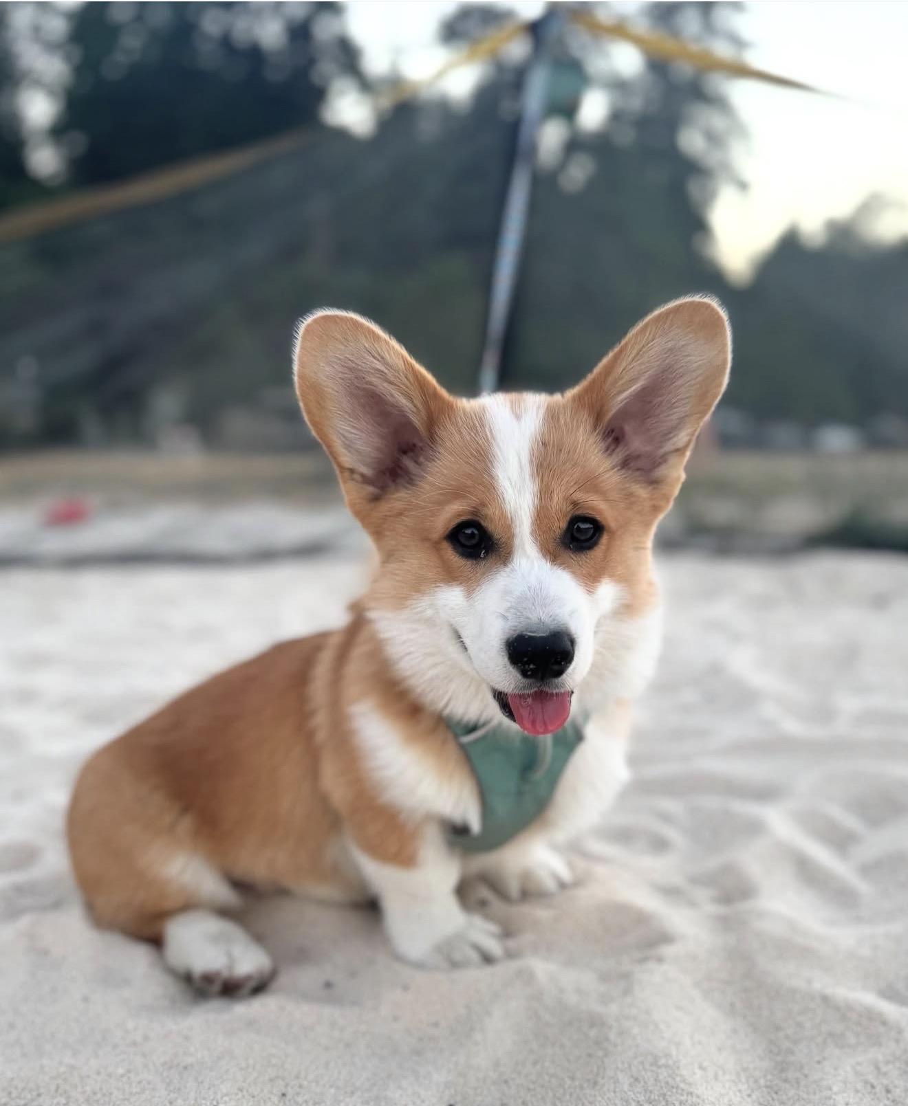 Westbrooke Kennels in Washington | Pembroke Welsh Corgi puppies | Good Dog