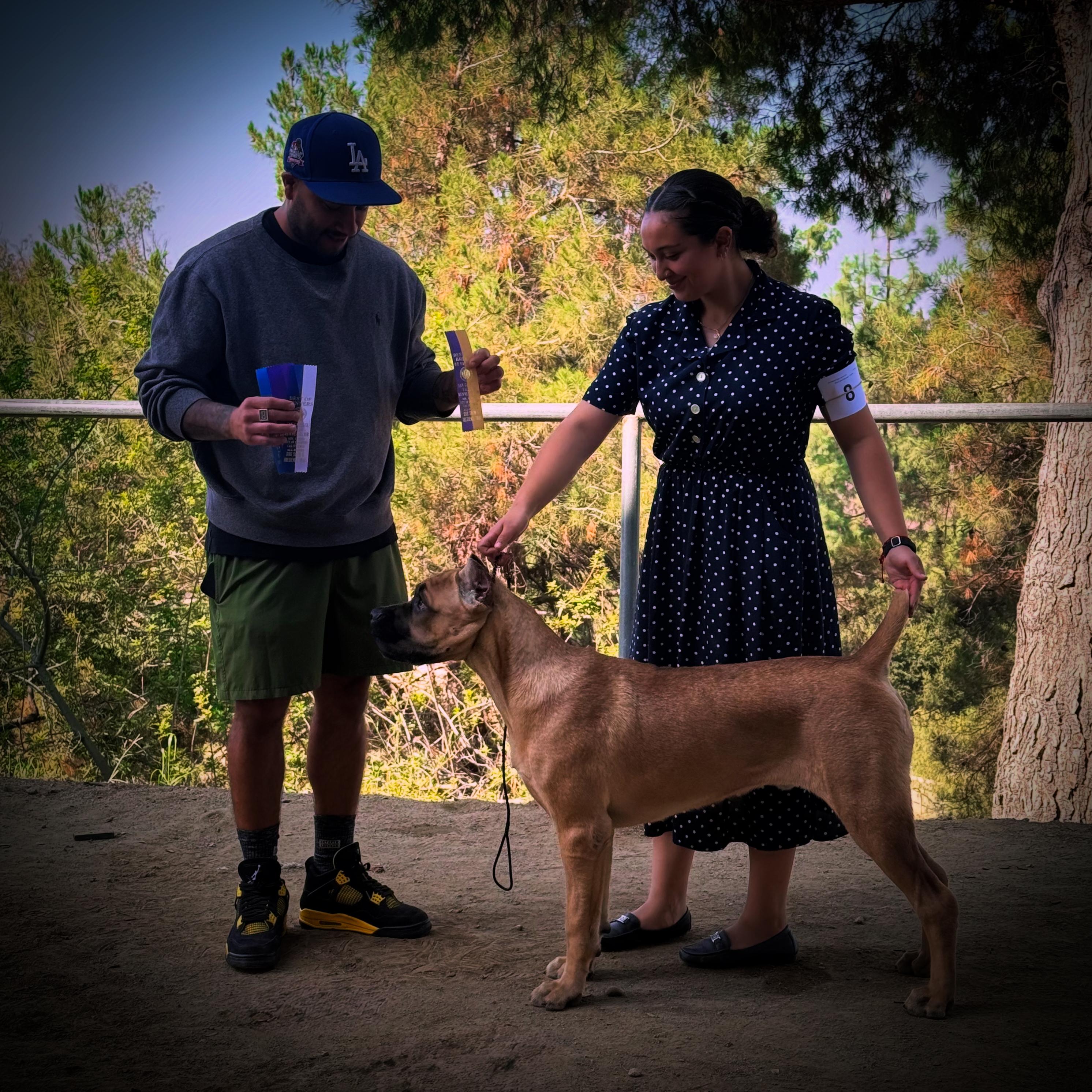 Gaxx Corsos in California | Cane Corso puppies | Good Dog