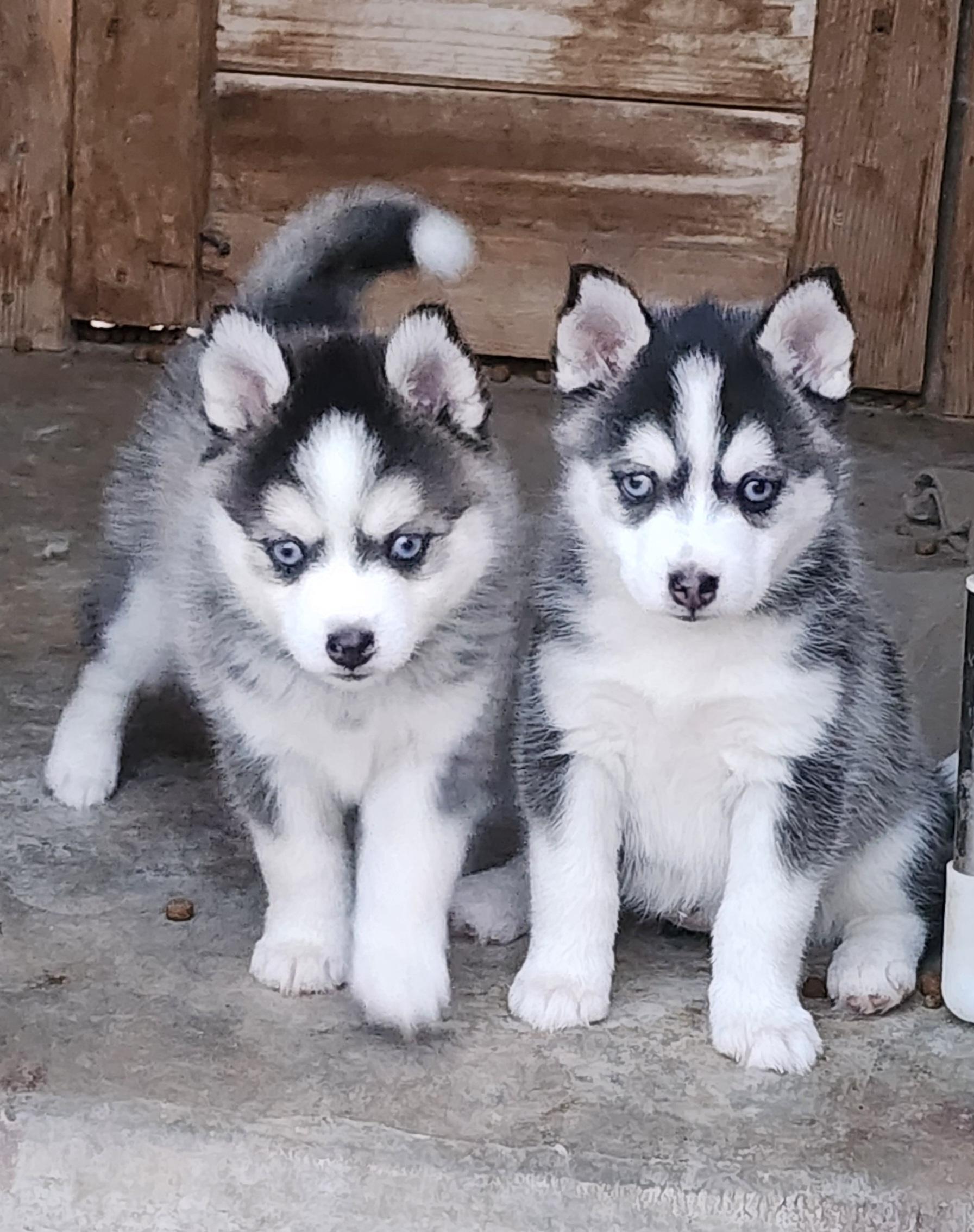 Pomsky Play-ce in Utah | Pomsky puppies | Good Dog