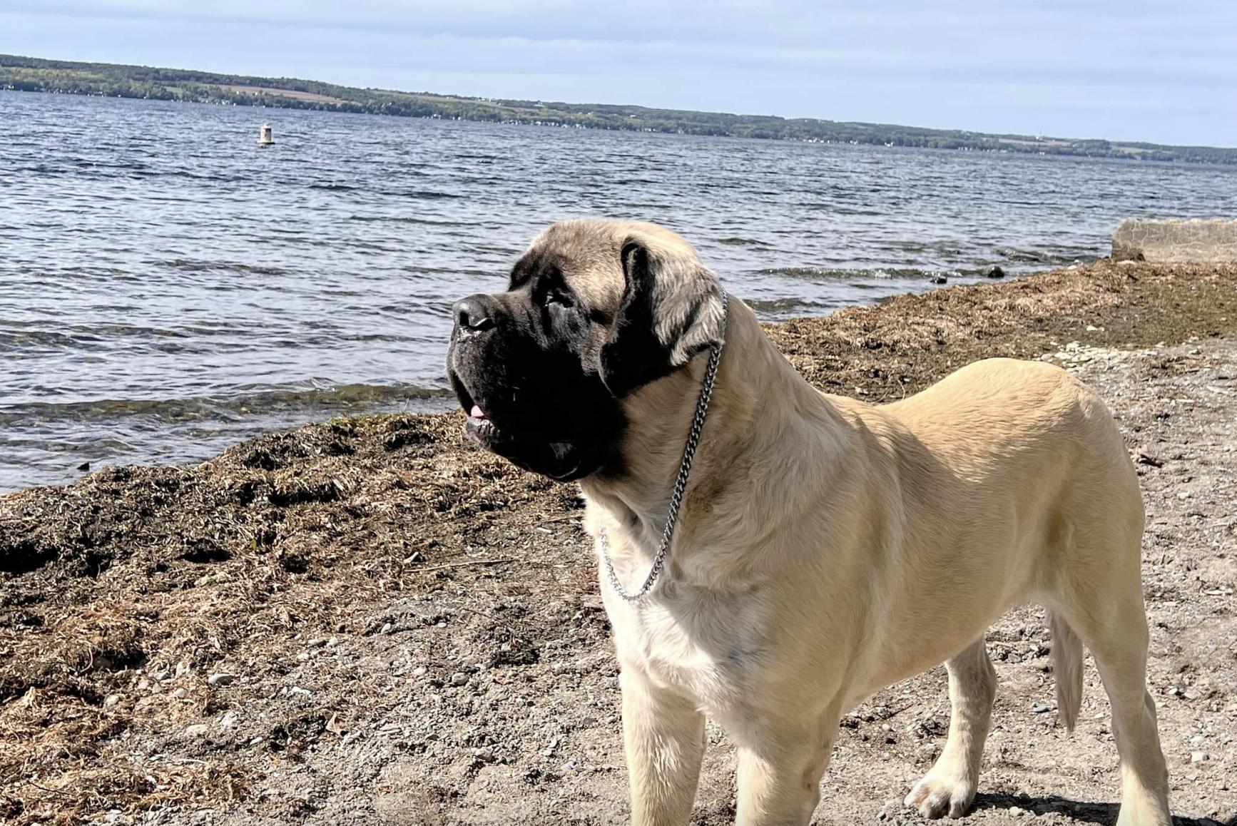 Bittersweet Lane Mastiffs in Ohio | Mastiff puppies | Good Dog