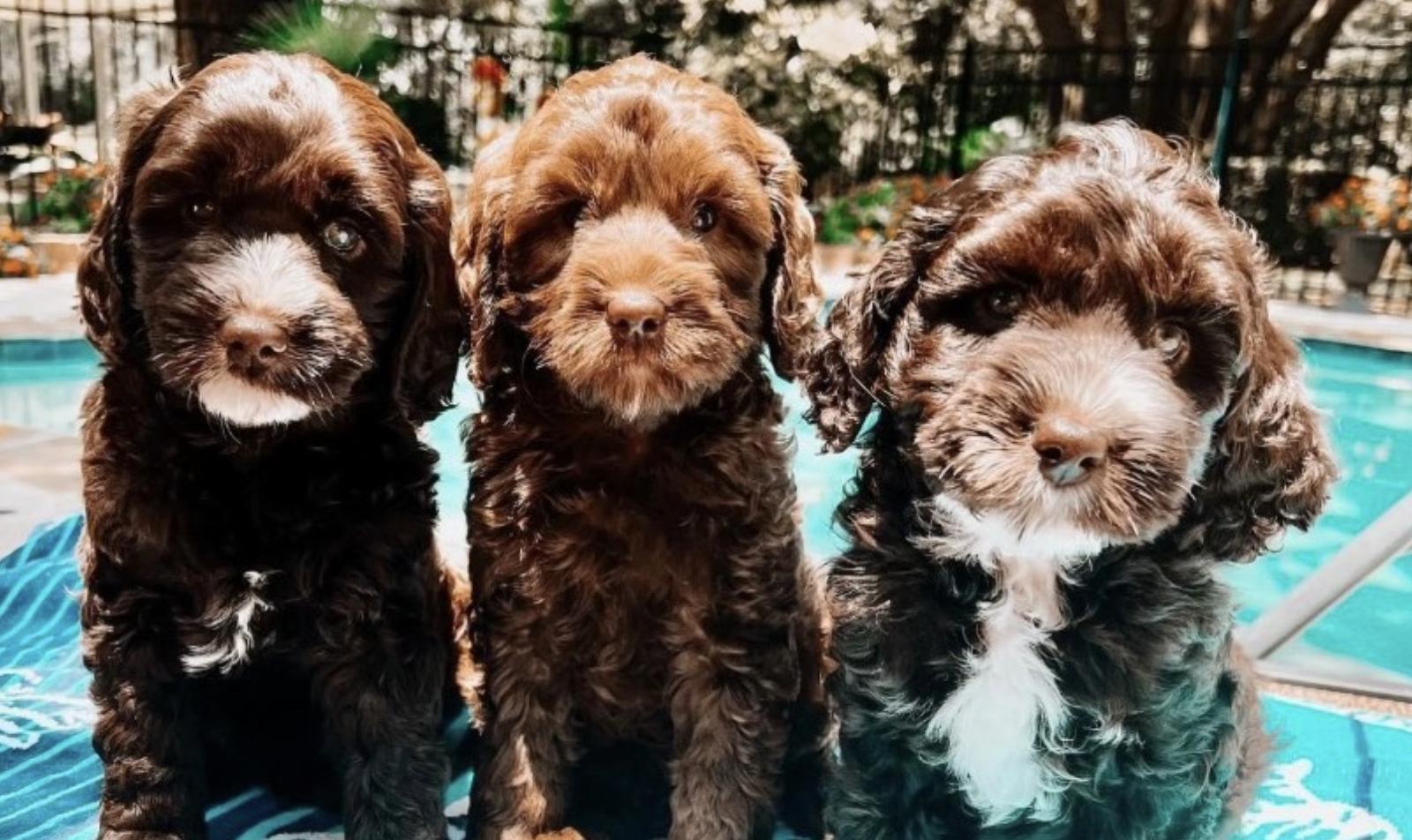 Cajun Land Doodles in Louisiana | Australian Labradoodle puppies | Good Dog