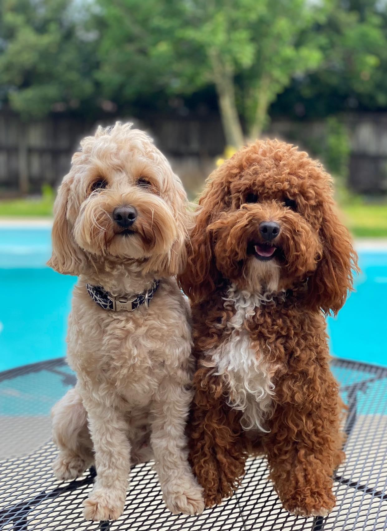 Crossfield Doodles Gulf Coast in Florida | Double Doodle puppies | Good Dog