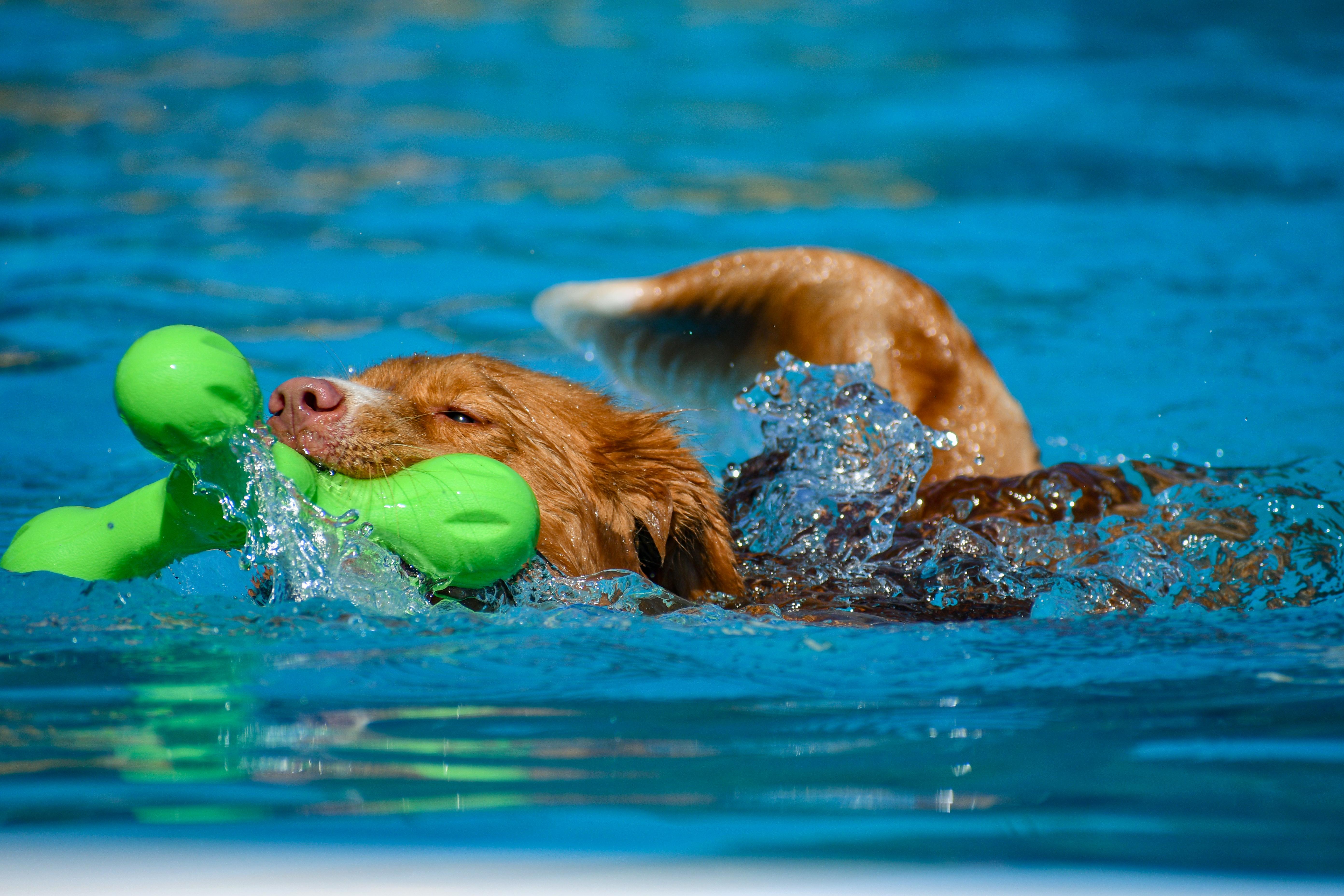 Spitfire Tollers in North Carolina | Nova Scotia Duck Tolling Retriever ...