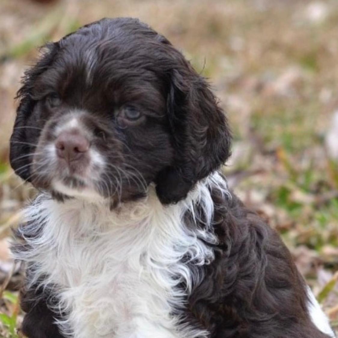 Trulove Cocker Spaniels in Mississippi | Cocker Spaniel puppies | Good Dog