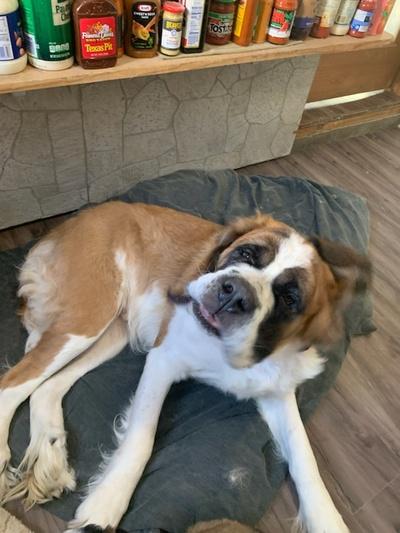Strahan Saints in Montana in Montana | Saint Bernard puppies | Good Dog