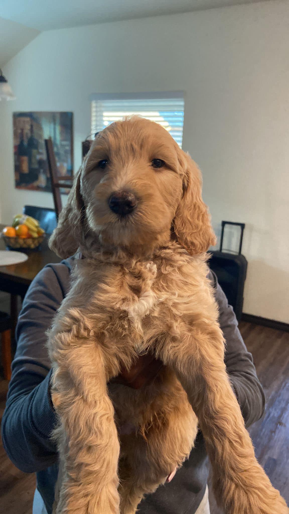 Cooper Goldendoodle in Texas | Goldendoodle puppies | Good Dog