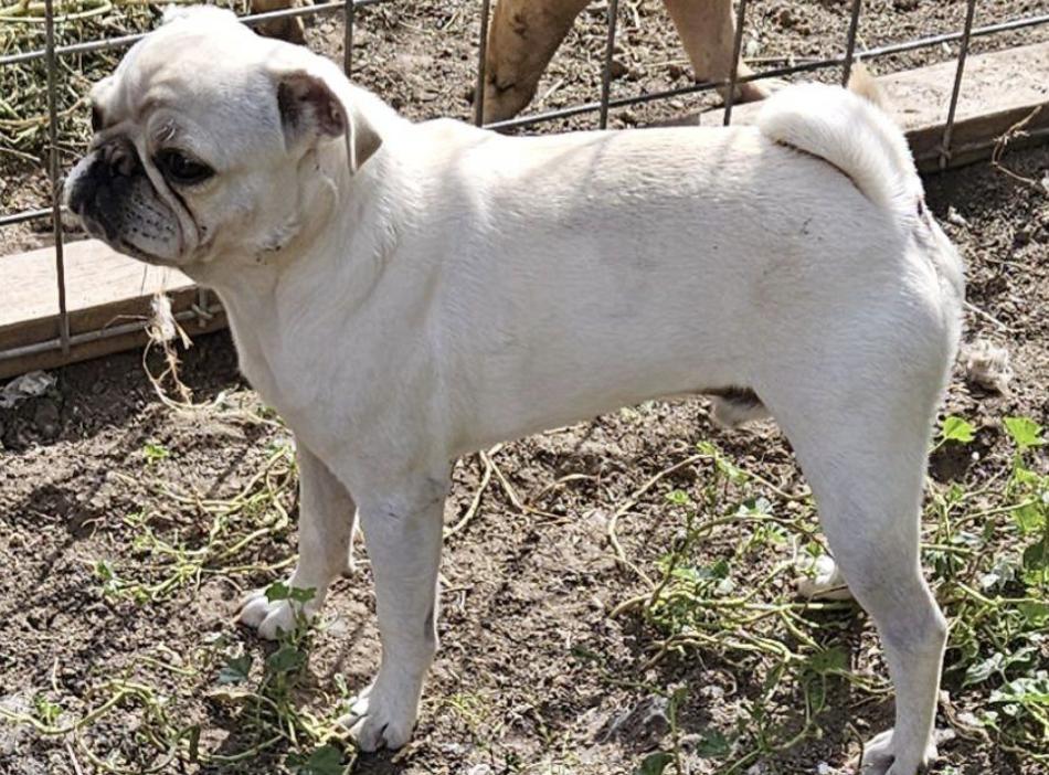 Farmhouse Frenchies in South Dakota | Pug and Companion Cross puppies ...