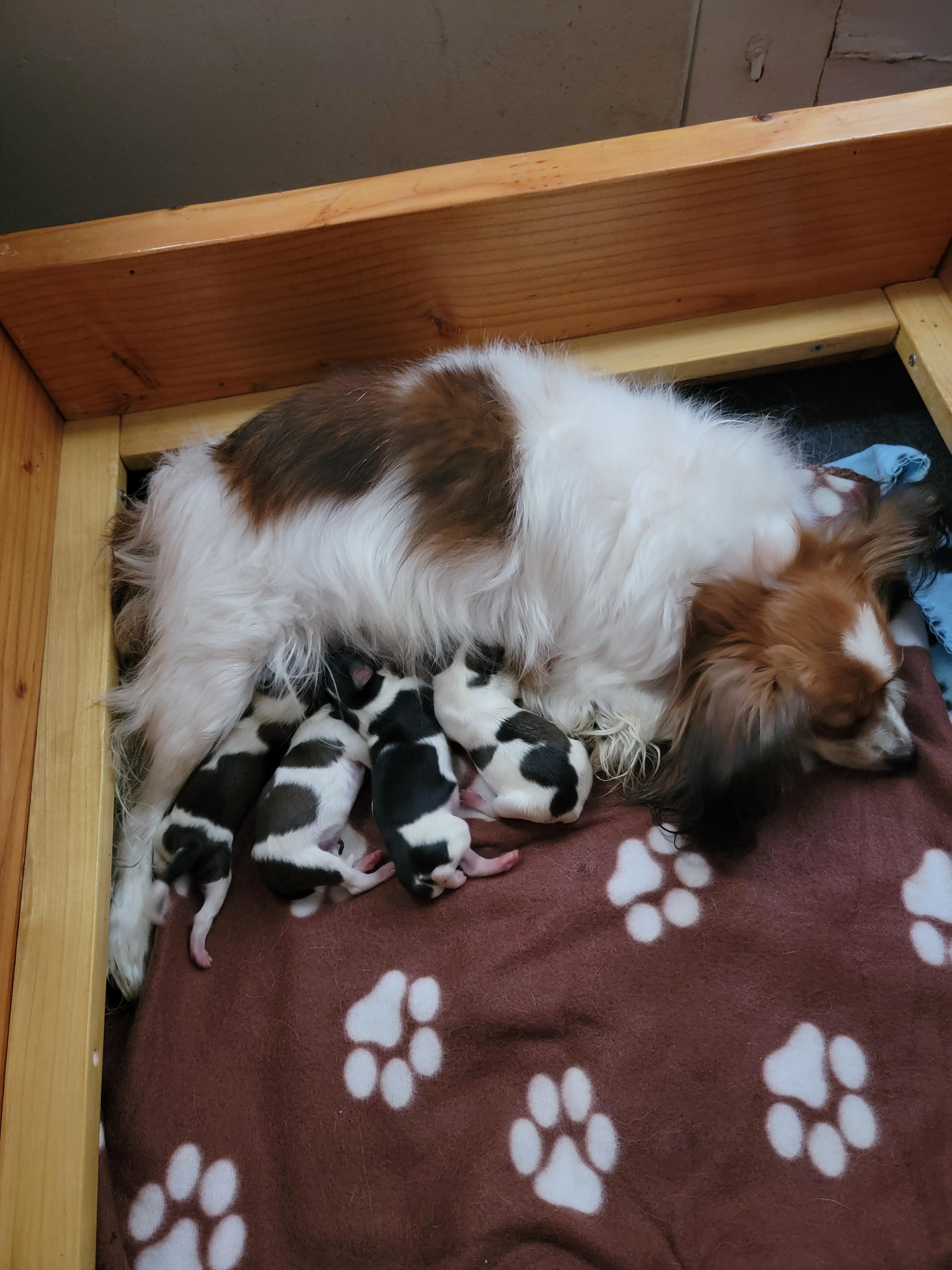 Suzanne Johnson Papillons in Arizona | Papillon puppies | Good Dog