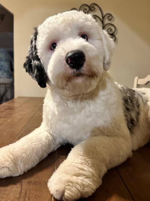 Majestic Creek Puppies in Indiana | Coton de Tulear and Sheepadoodle ...