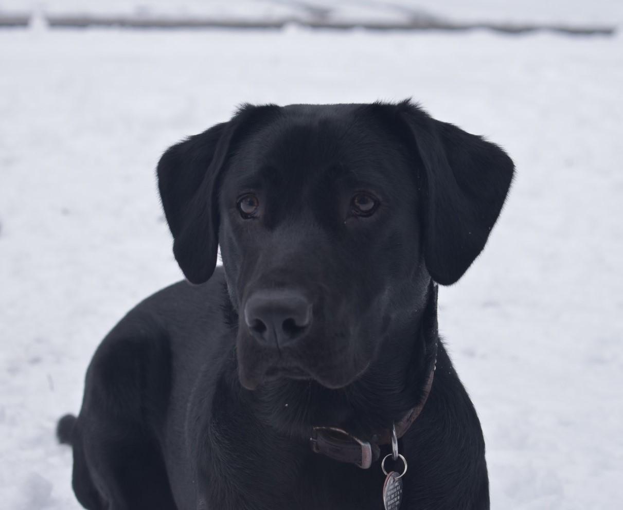 Wild Feather Hunting Dogs in Washington | Labrador Retriever puppies ...