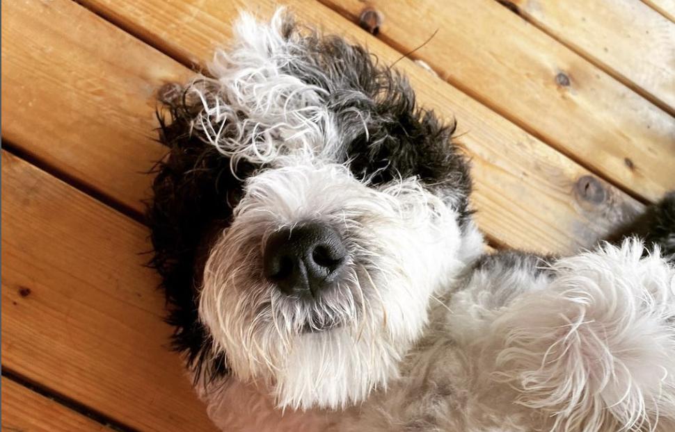 Wheeze & Co. in Michigan | Bernedoodle puppies | Good Dog