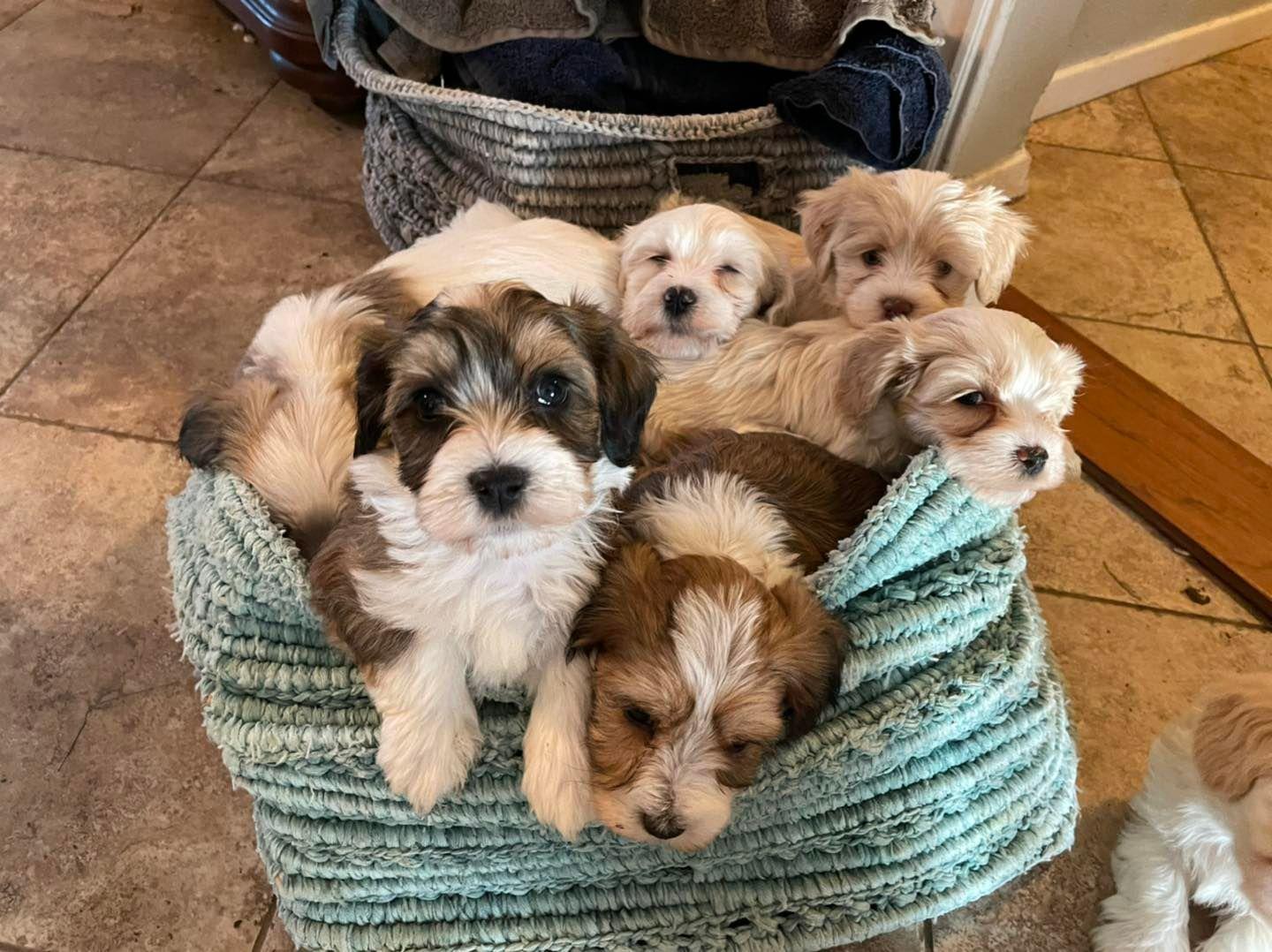 Have A Havanese Puppy in Texas | Havanese puppies | Good Dog