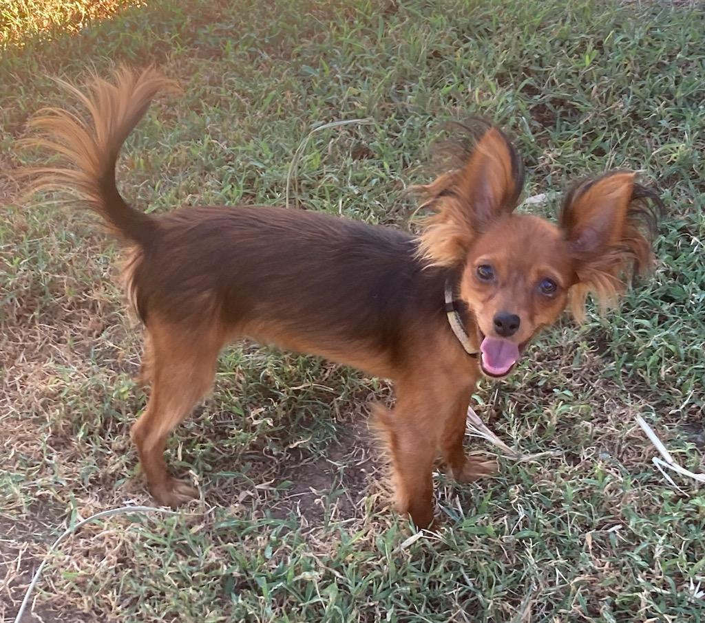 Sun Run in Oklahoma | Miniature Pinscher and Russian Toy puppies | Good Dog