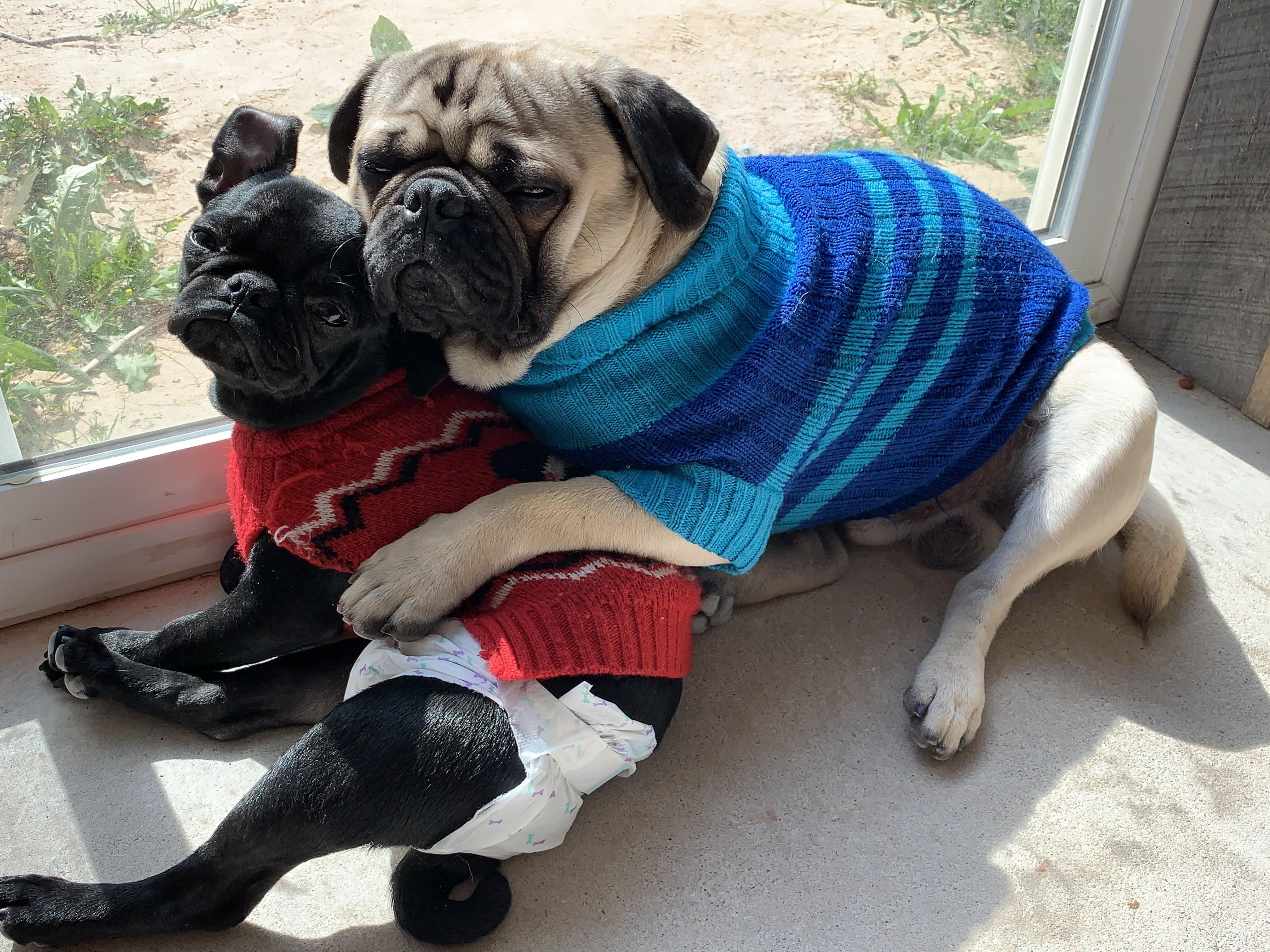 Manistee Farms in Michigan | Pug puppies | Good Dog