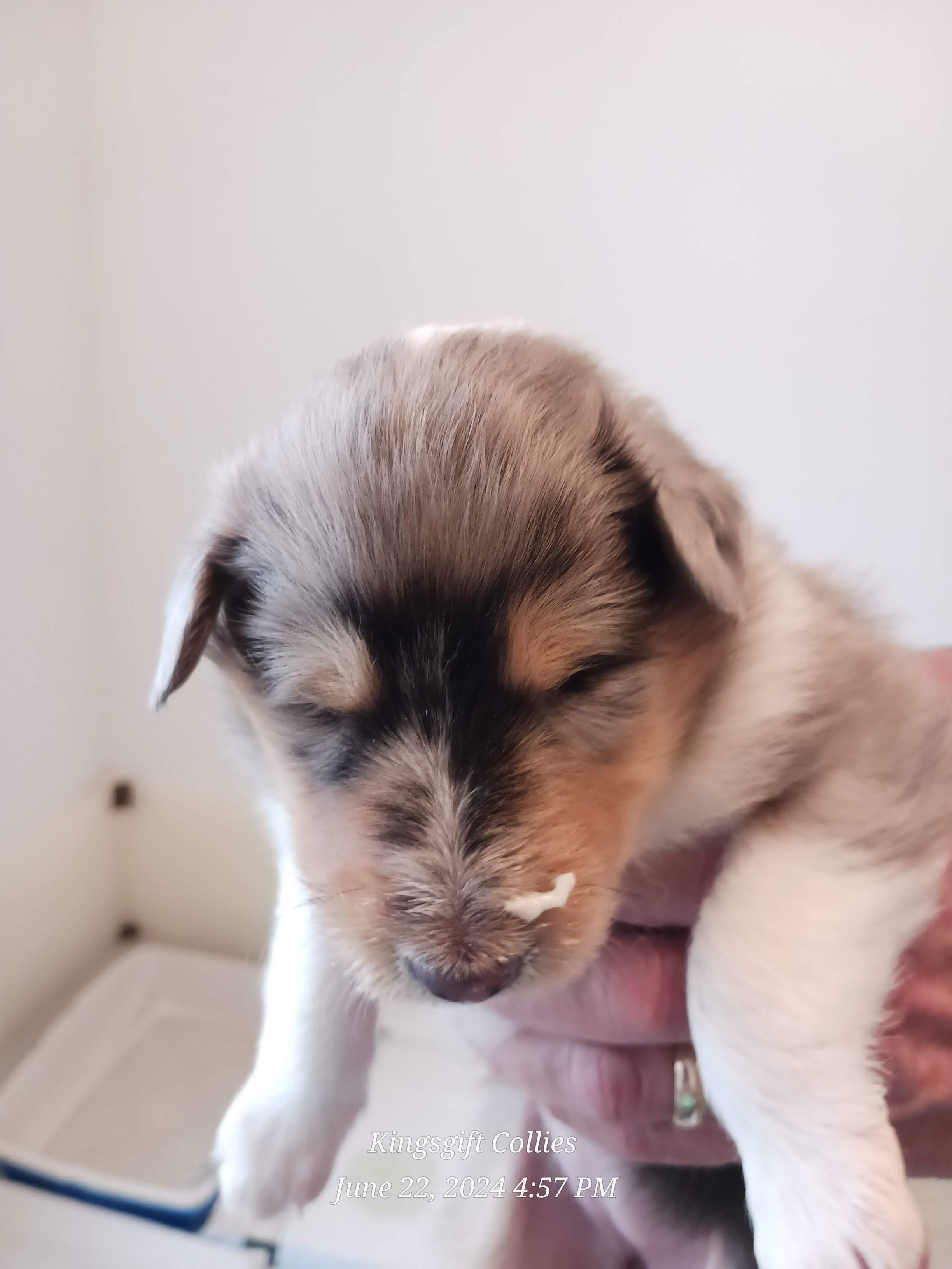 Kingsgift Collies in Colorado | Collie puppies | Good Dog