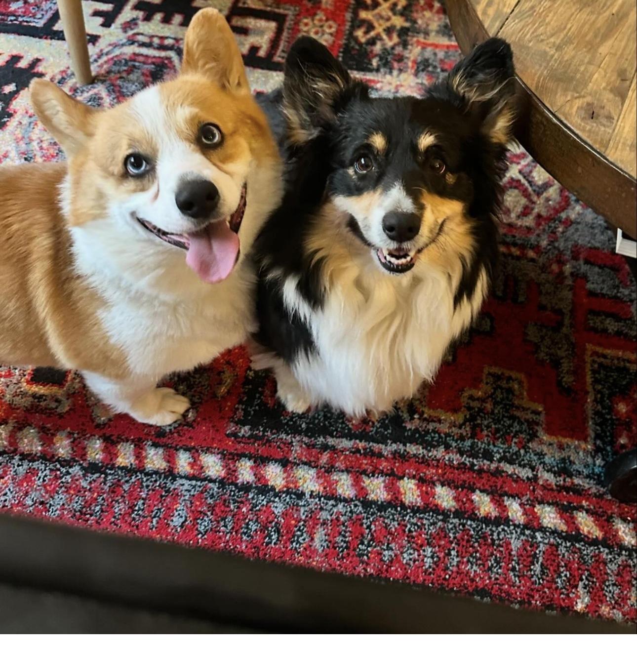 Fern Canyon Corgis in Washington | Pembroke Welsh Corgi puppies | Good Dog