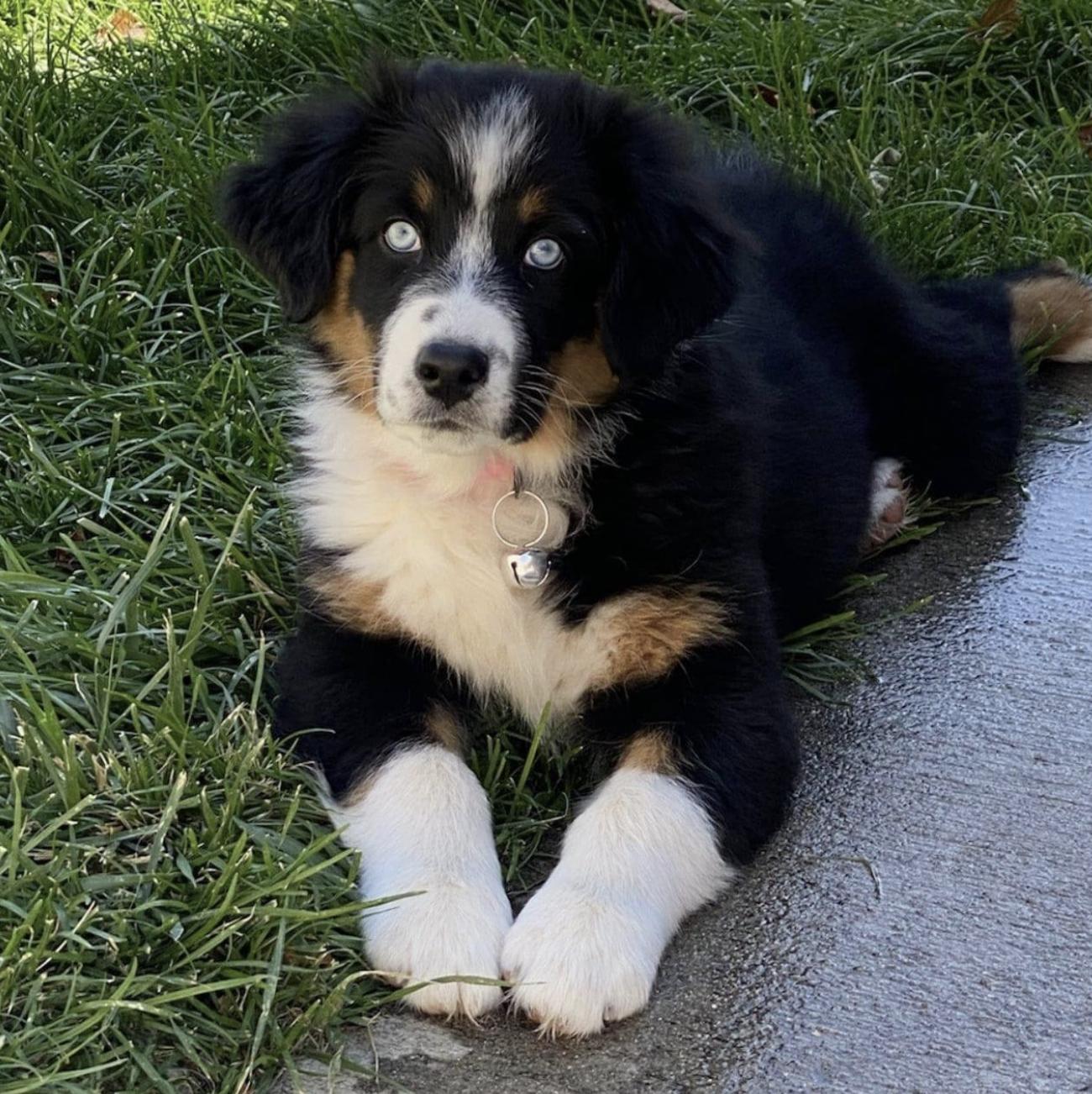 Legacy Ranch Australian Shepherds in Colorado | Australian Shepherd ...
