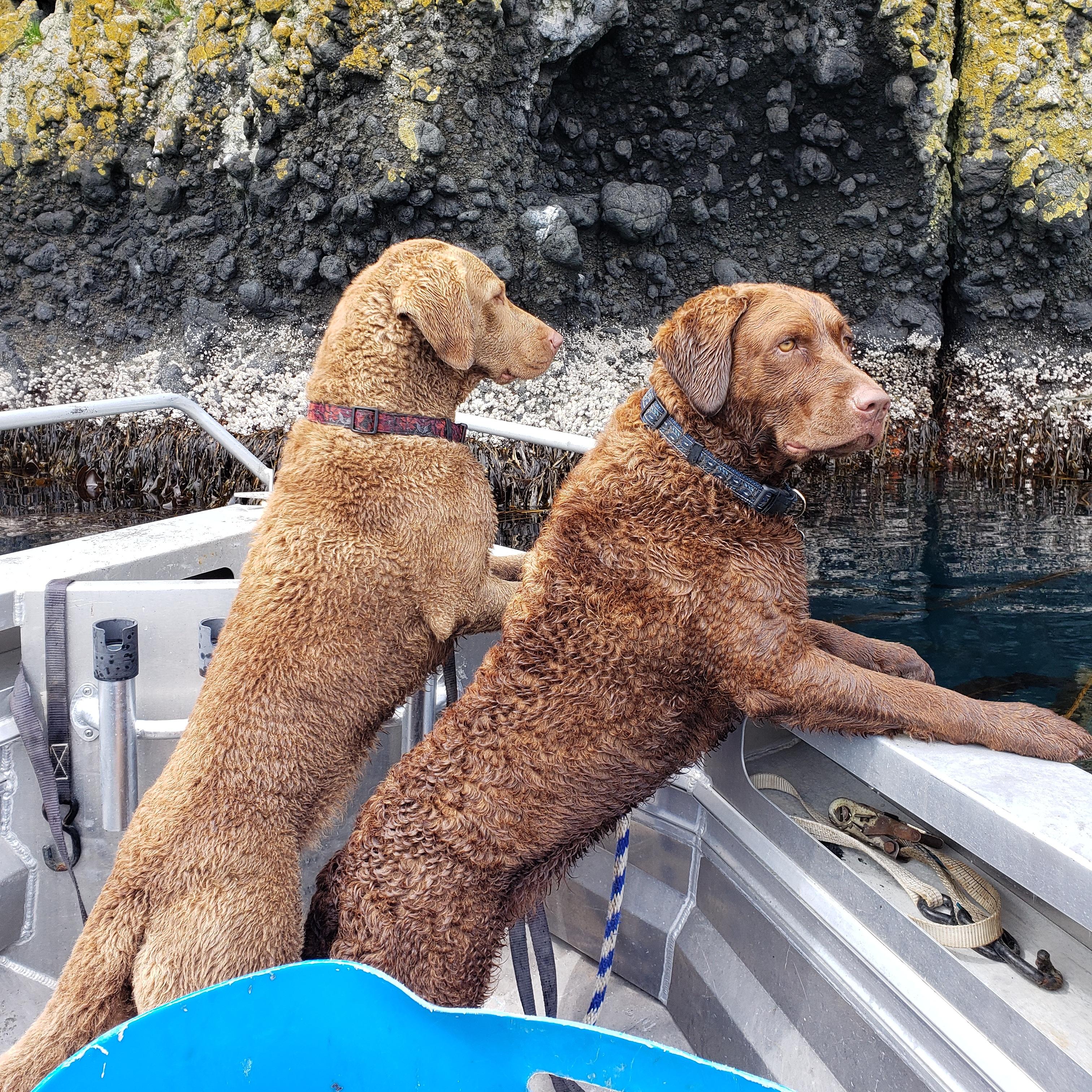 Aleutian Islander Chesapeakes in Alaska | Chesapeake Bay Retriever ...
