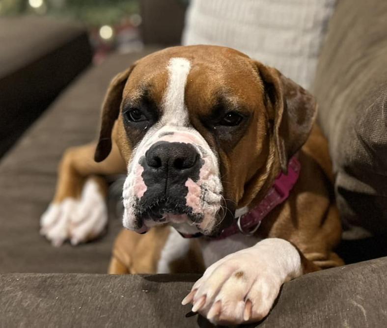 Nala’s Pride in New York | Boxer puppies | Good Dog