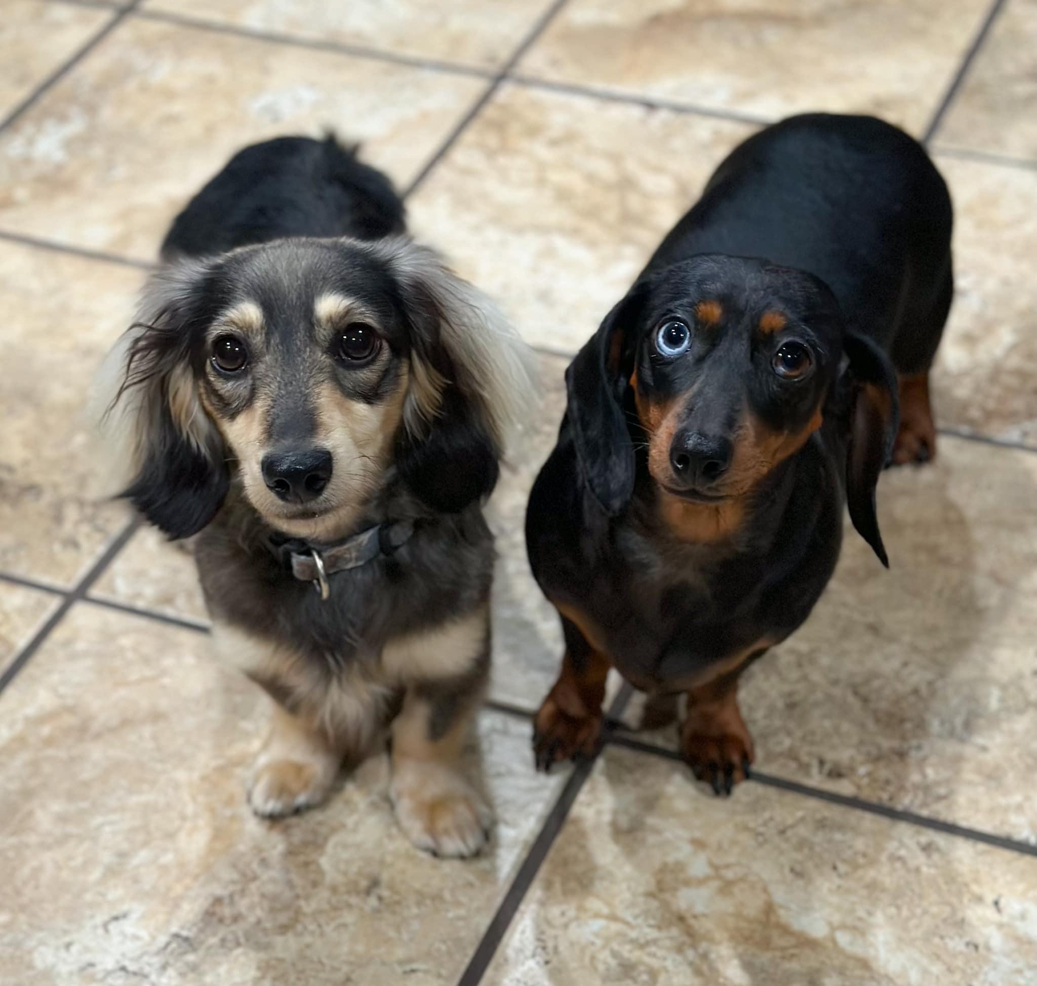 Bellator Danes & Mini Dachshunds in Oklahoma | Dachshund and Great Dane ...