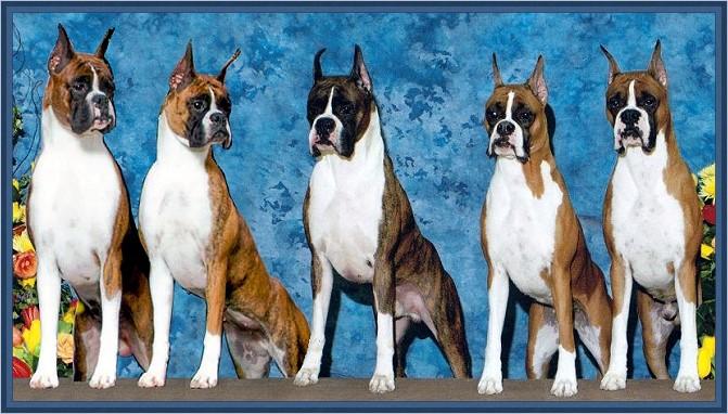 Newcastle Boxers in Michigan | Boxer puppies | Good Dog