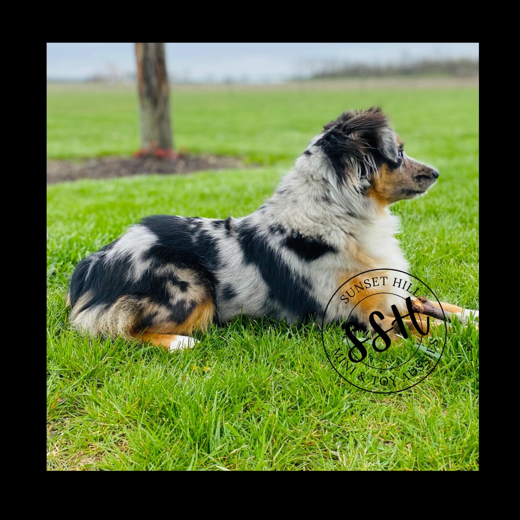 Sunset Hill Mini & Toy Aussies in Ohio | Miniature American Shepherd ...