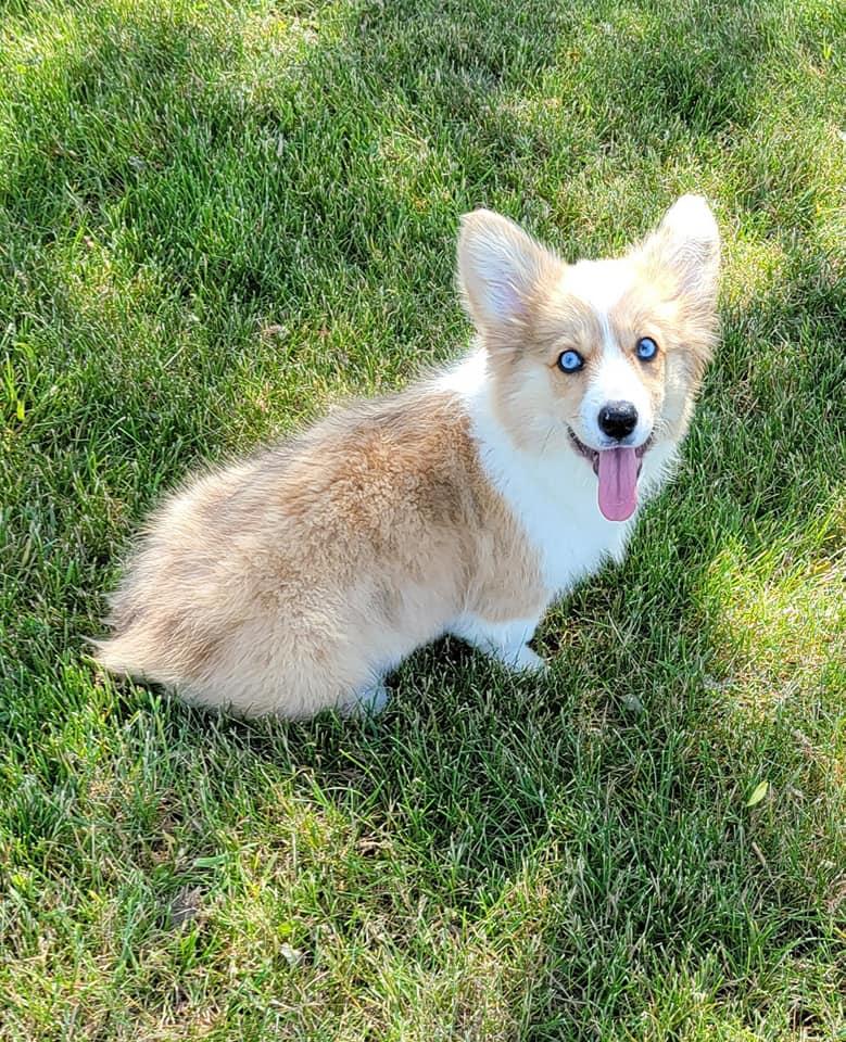 Double K Corgis in Iowa | Pembroke Welsh Corgi and American Corgi ...