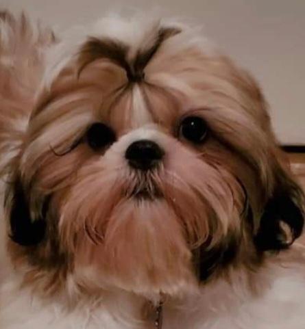 Sharon's Pups in Illinois | Shih Tzu puppies | Good Dog