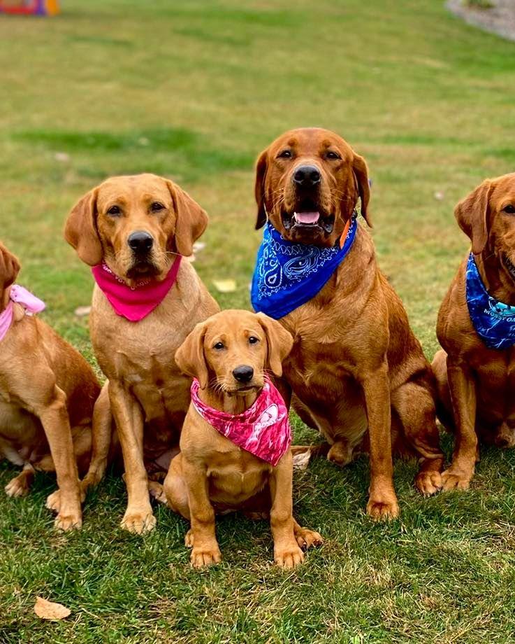 QuickTriggerKennels in Minnesota | Labrador Retriever puppies | Good Dog