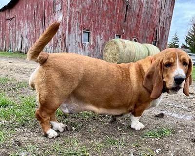 Gregg Hounds in Michigan | Basset Hound puppies | Good Dog