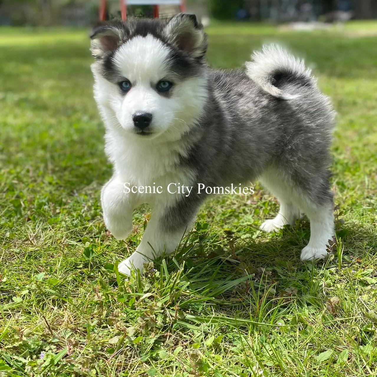 Scenic City Pomskies in Georgia | Pomsky puppies | Good Dog
