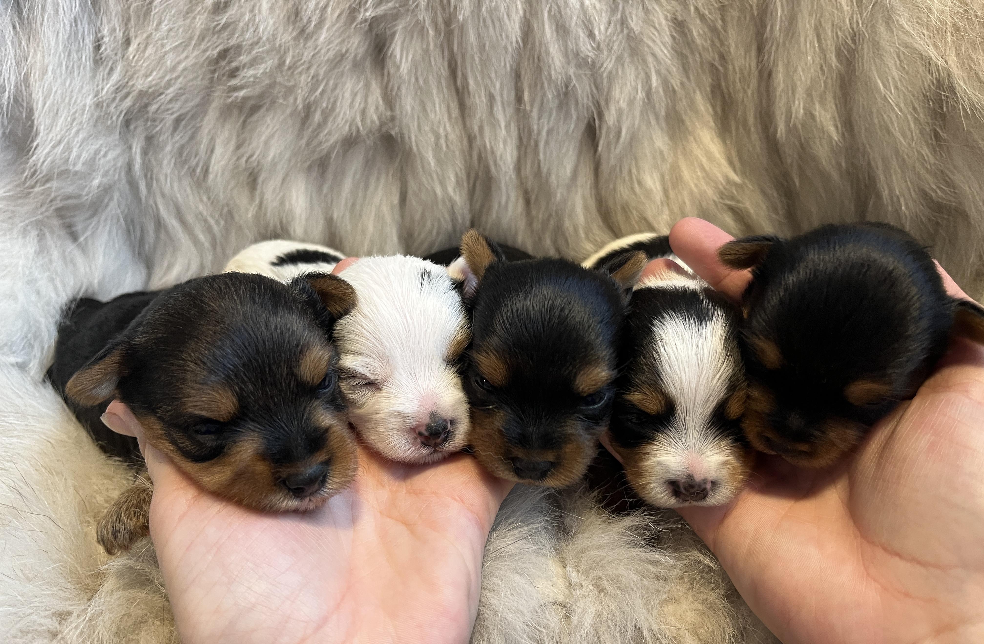 Baby Doll Face Yorkies in Utah | Yorkshire Terrier puppies | Good Dog