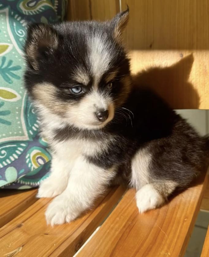 Arizona Luxury Pomskies in Arizona | Pomsky puppies | Good Dog