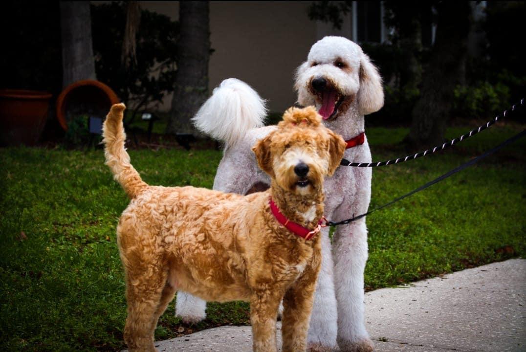 Luxury Doodle in Florida | Goldendoodle puppies | Good Dog