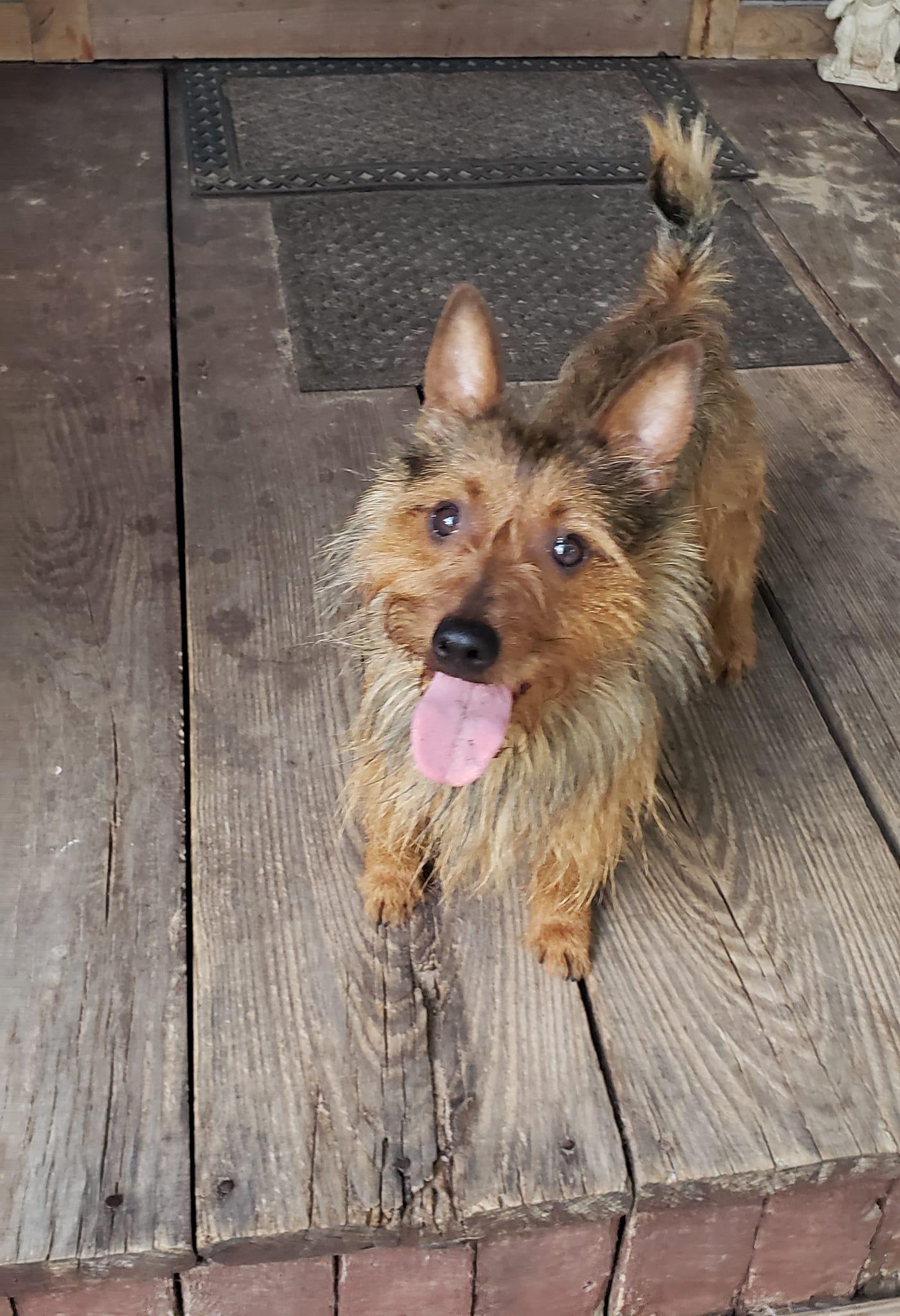 Cedar Forrest Terriers LLC (Cairns & Australian Terriers) in Texas ...
