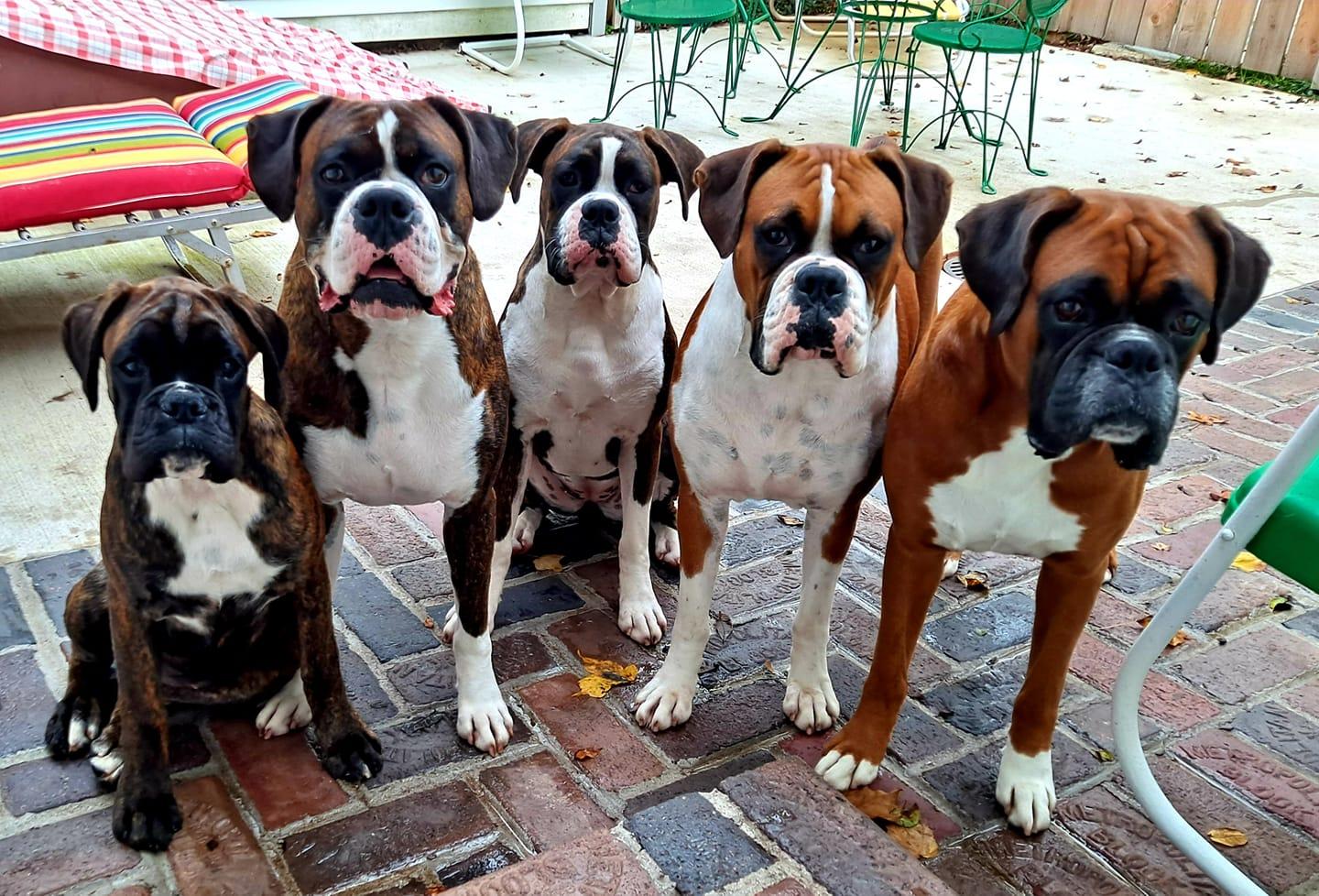 Hope's Beautiful Boxers in Michigan | Boxer puppies | Good Dog