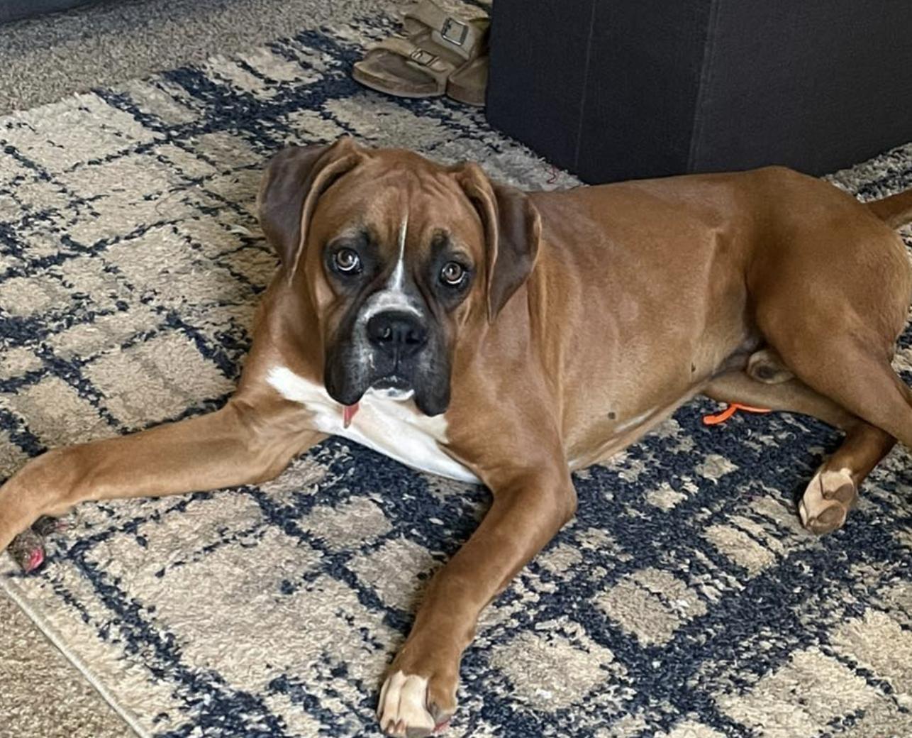 Jarrell’s AKC Boxers of NC in North Carolina | Boxer puppies | Good Dog