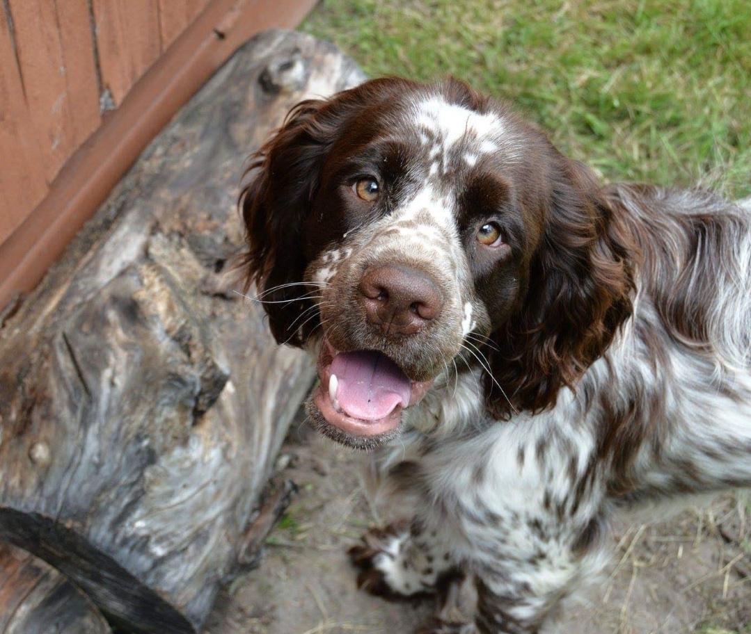 Kemerer Springers in Michigan | English Springer Spaniel puppies | Good Dog